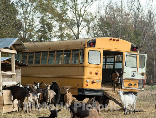 Photo- Goats congregate near and in one of four old school buses at Pr ...
